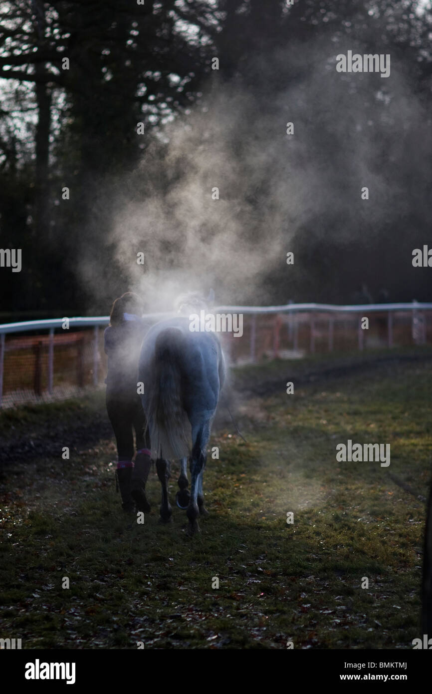 Steaming race horse after the Point-to-Point Horse racing at Cottenham ...