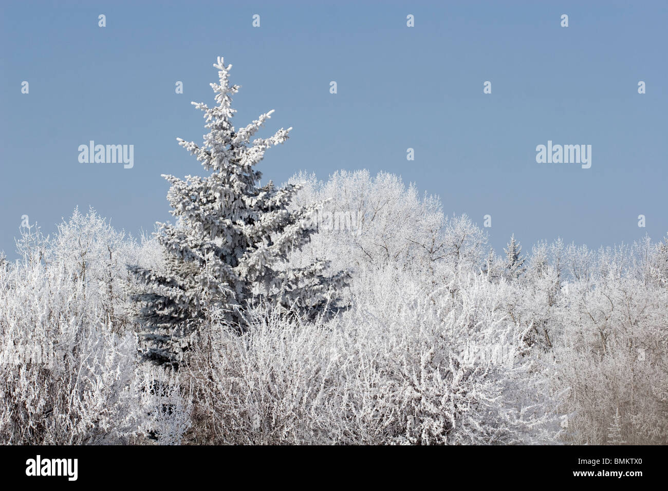 Frost On Trees Stock Photo - Alamy