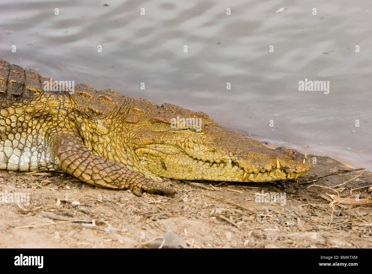 Mali, Amani. Crocodile pond, Amani, Dogon Lands Stock Photo - Alamy