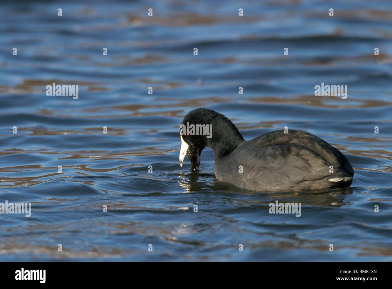 American Coot feeding in the water Stock Photo - Alamy