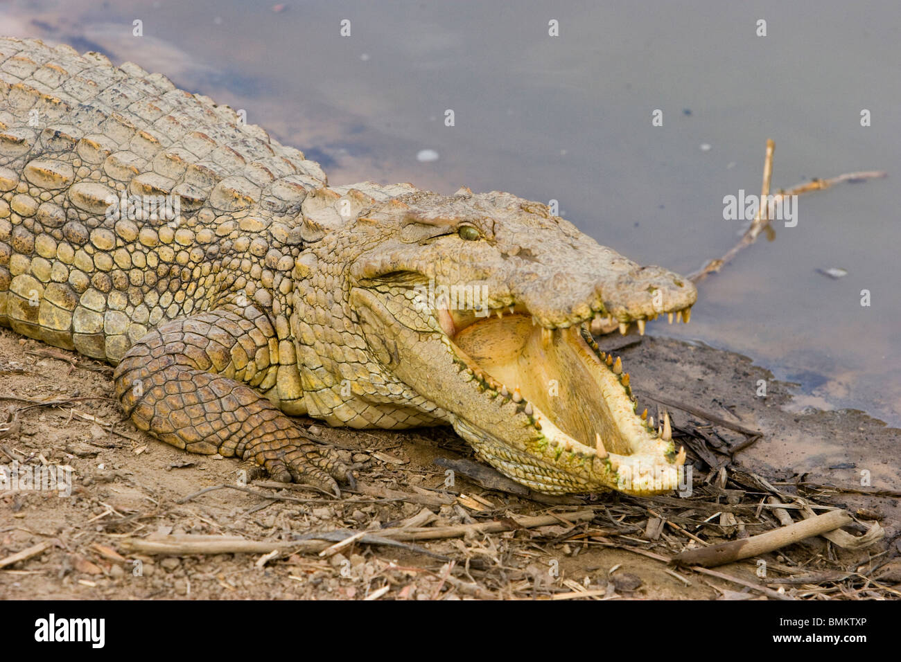 Mali, Amani. Crocodile pond, Amani, Dogon Lands Stock Photo - Alamy