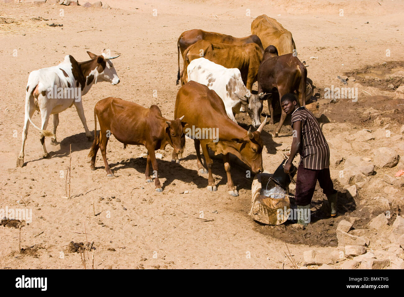 Mali, Baniani. Cows at a well Stock Photo - Alamy