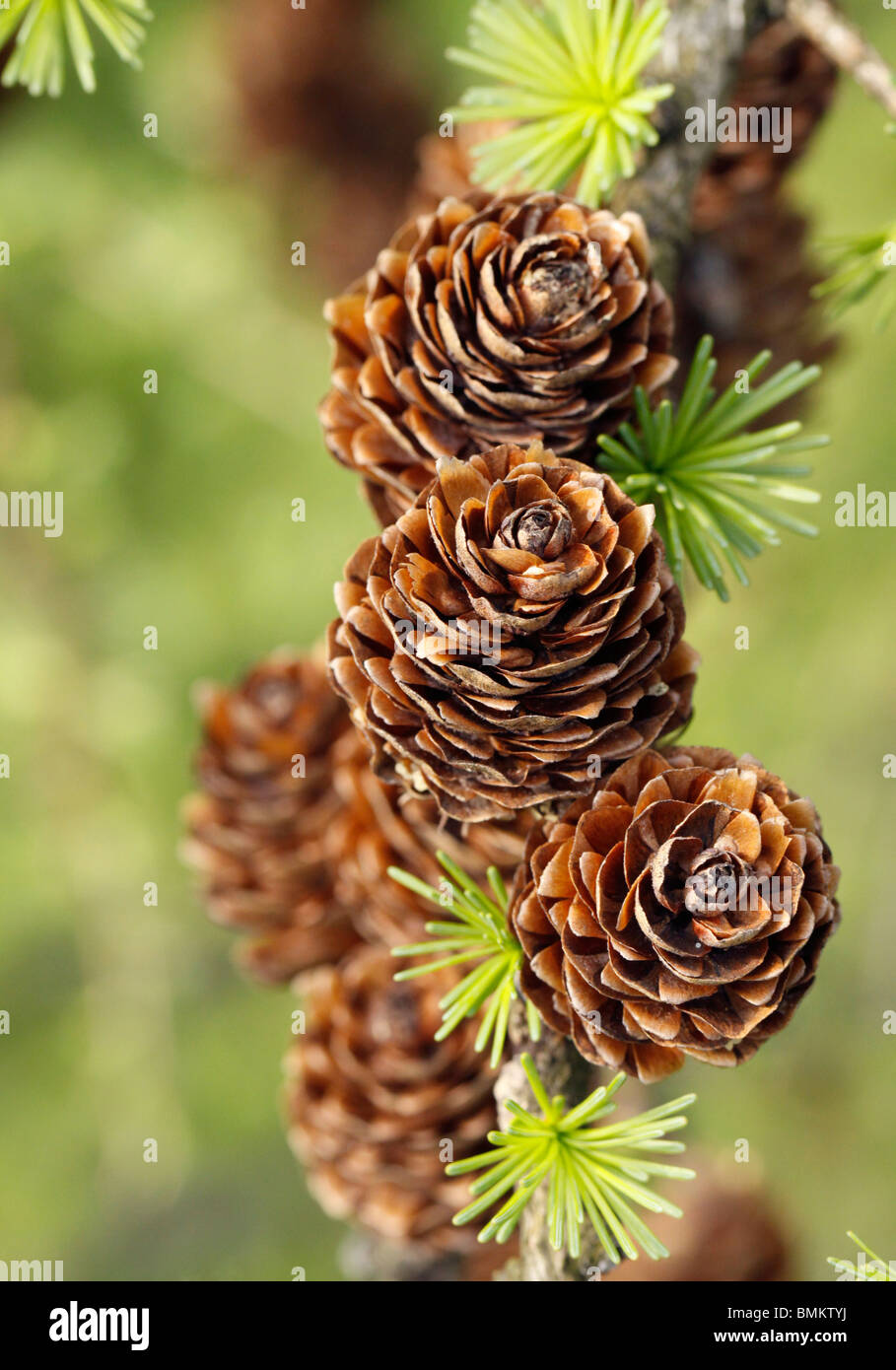 European Larch foliage and cones Stock Photo - Alamy