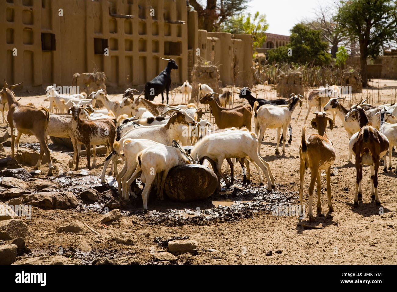 Mali, Baniani. Goats a a well Stock Photo - Alamy