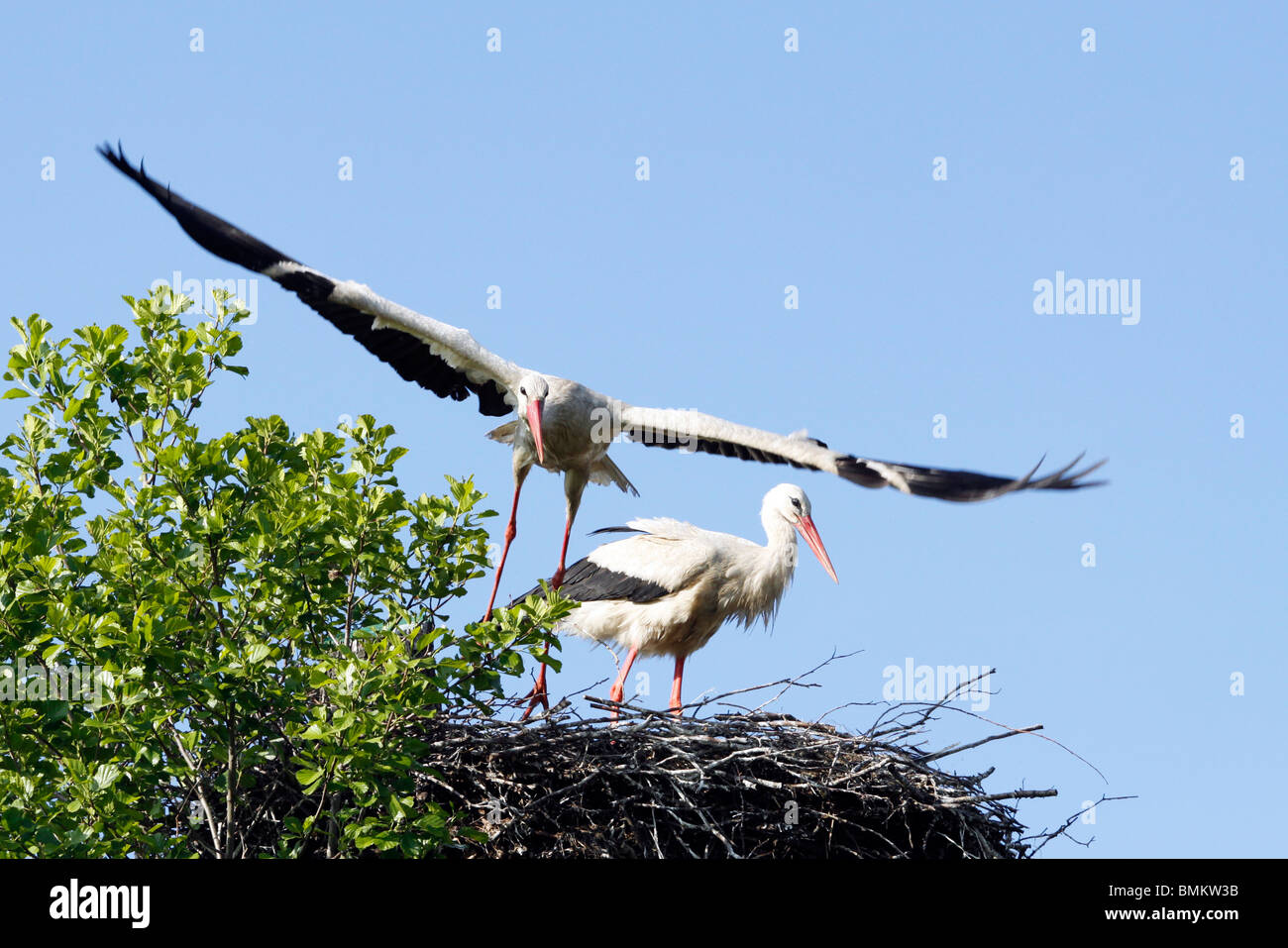 Big stork starting for the flight Stock Photo - Alamy