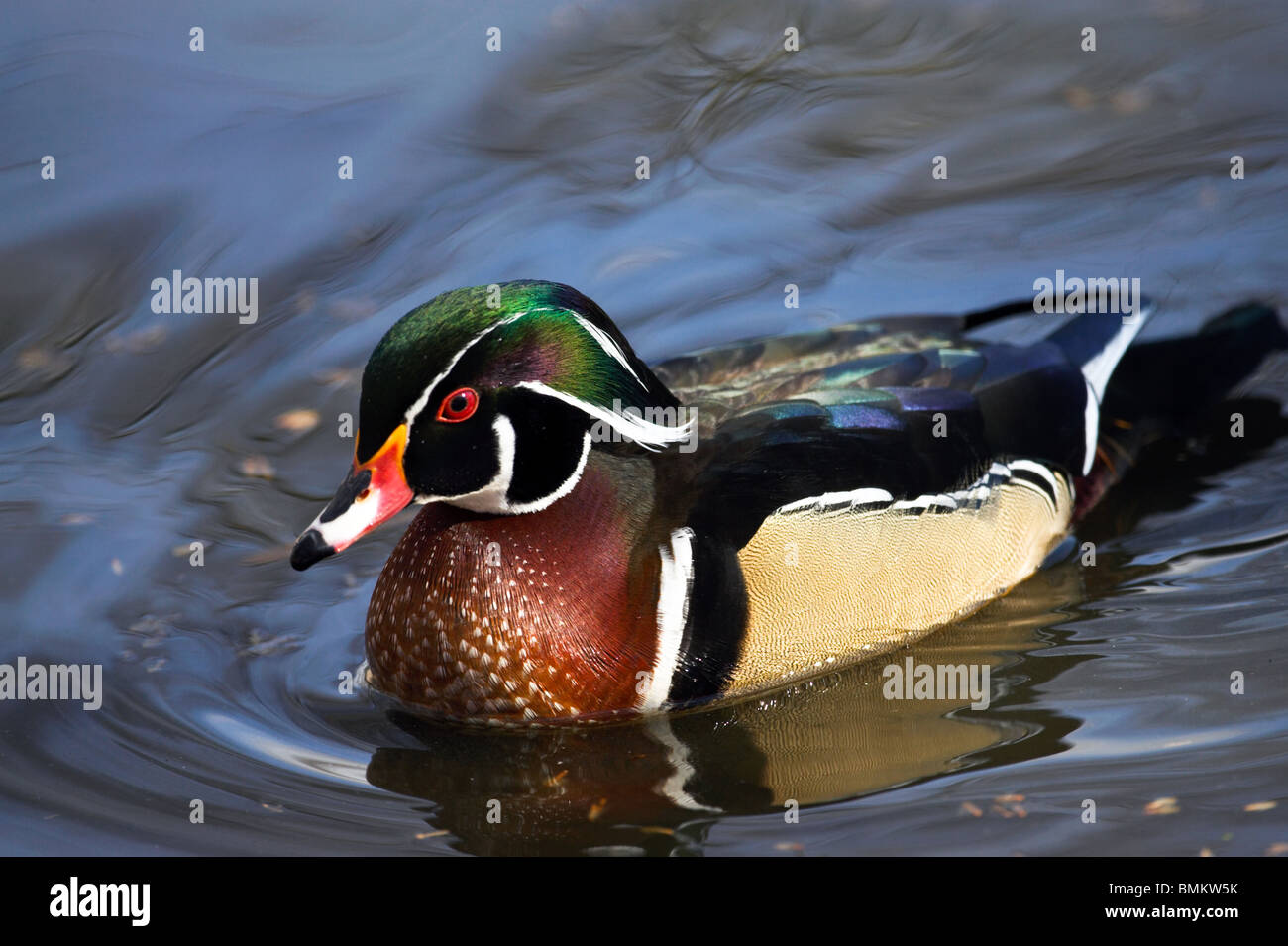 Adult male duck hi-res stock photography and images - Alamy