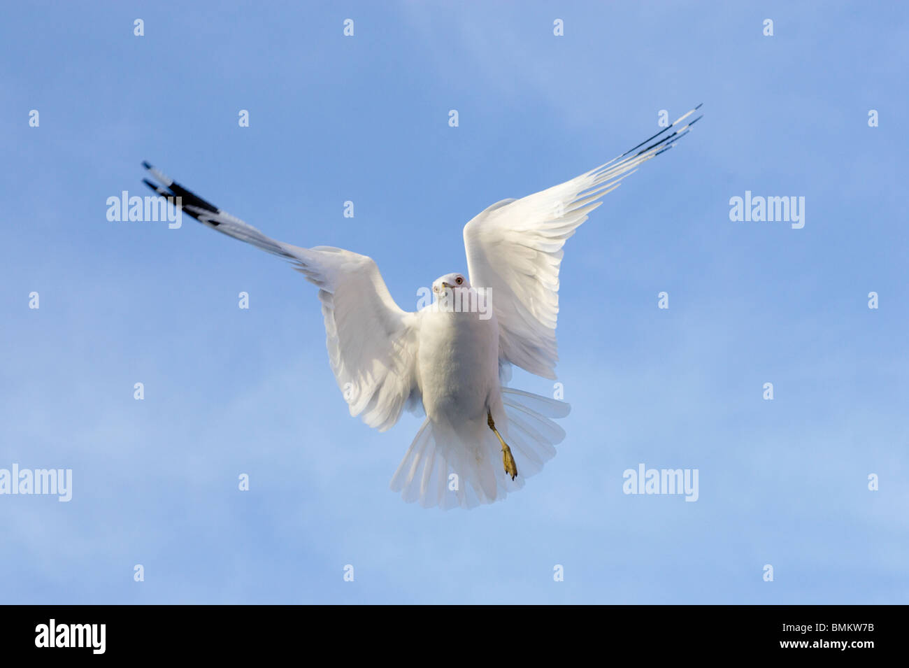In flight fly flying aloft hi-res stock photography and images - Alamy