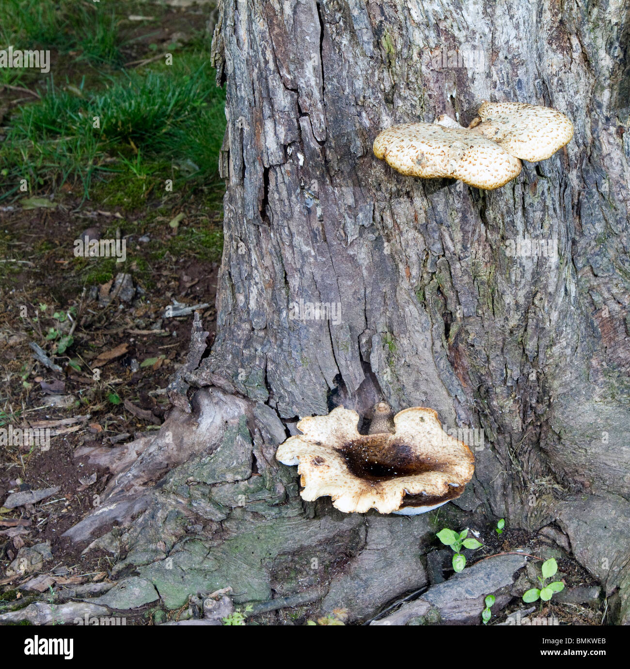Large fungi hi-res stock photography and images - Alamy