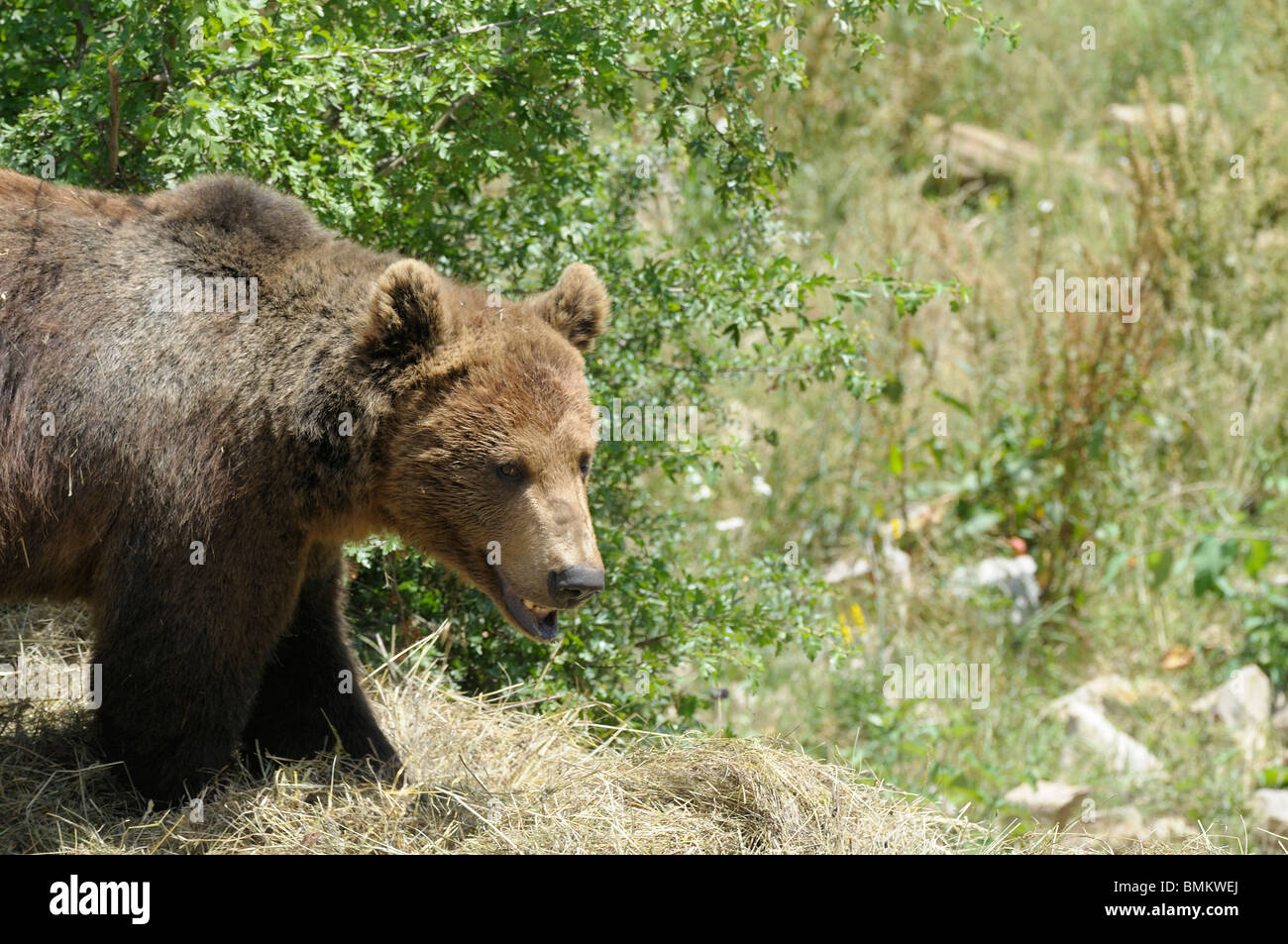 Captive Brown Bear in Croatia Stock Photo - Alamy