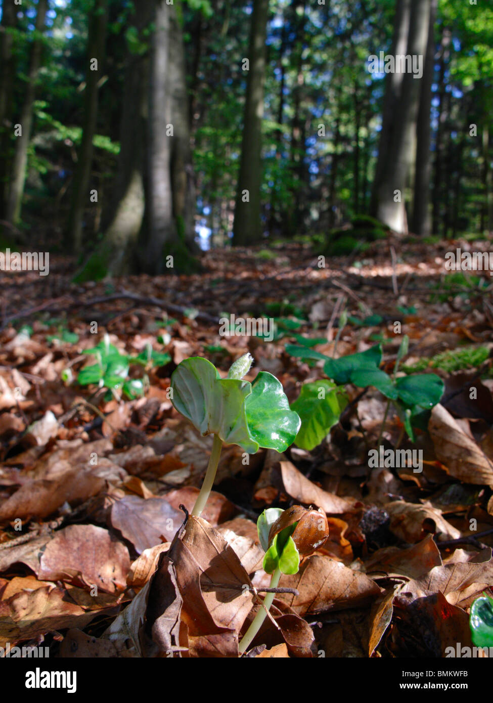 Fagus sylvatica european beech common hi-res stock photography and ...