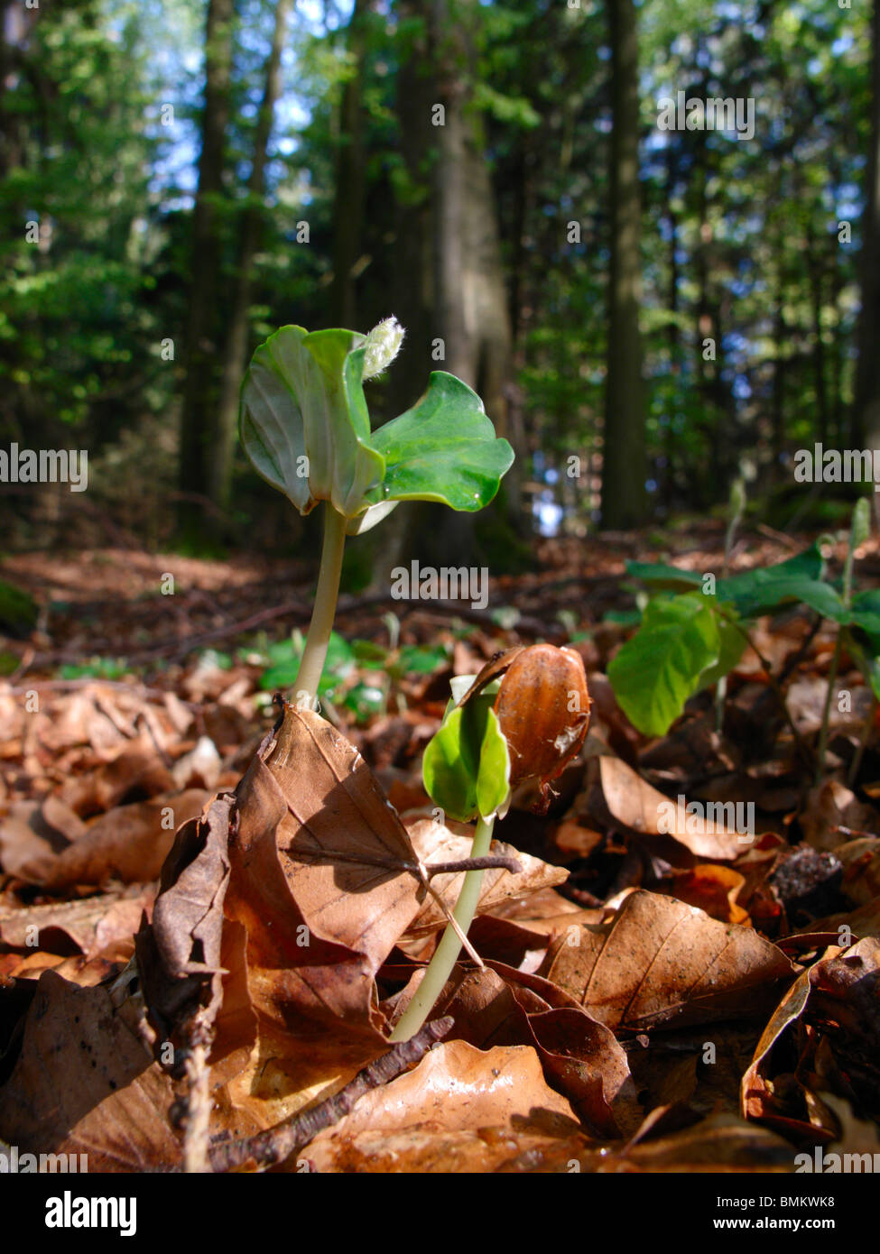 Beech Tree Seedling Fagus Sylvatica High Resolution Stock Photography ...