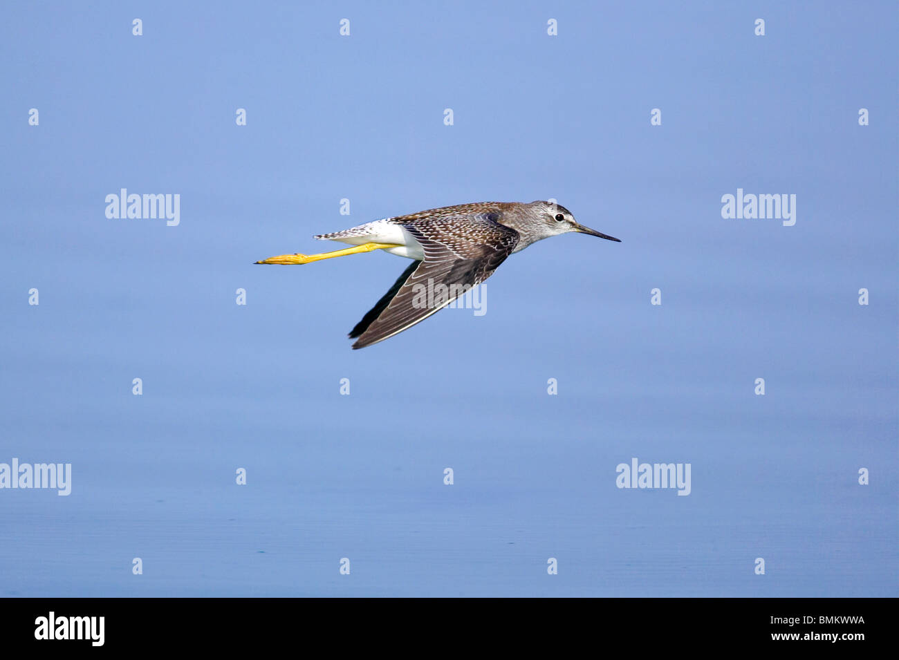 Lesser Yellowlegs in flight over blue water Stock Photo - Alamy