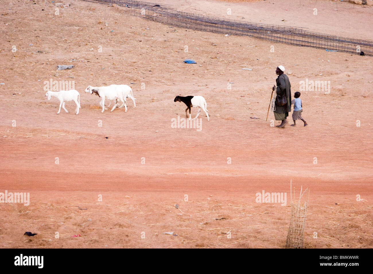 Sheep africa mali hi-res stock photography and images - Alamy