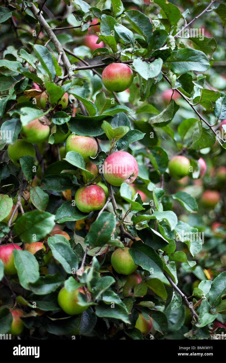 apple tree in overgrown garden. small GRIP. vertical shot Stock Photo ...