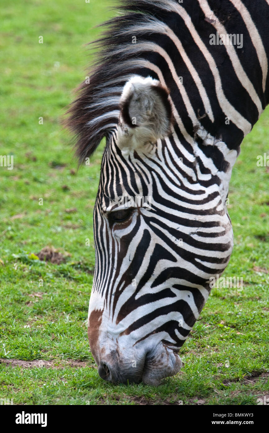 Zebra mane hi-res stock photography and images - Alamy