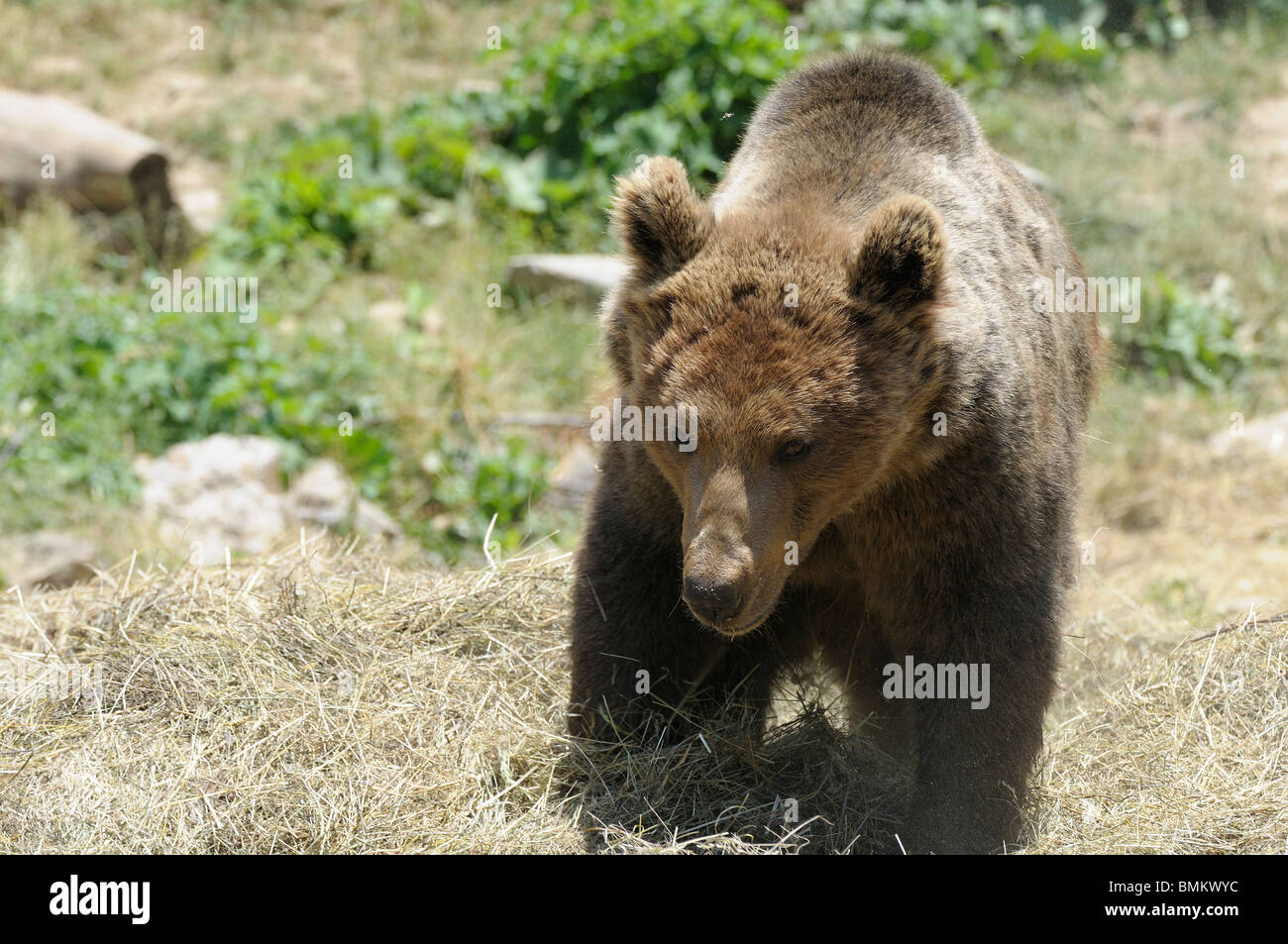 captive Brown Bear in Croatia Stock Photo - Alamy