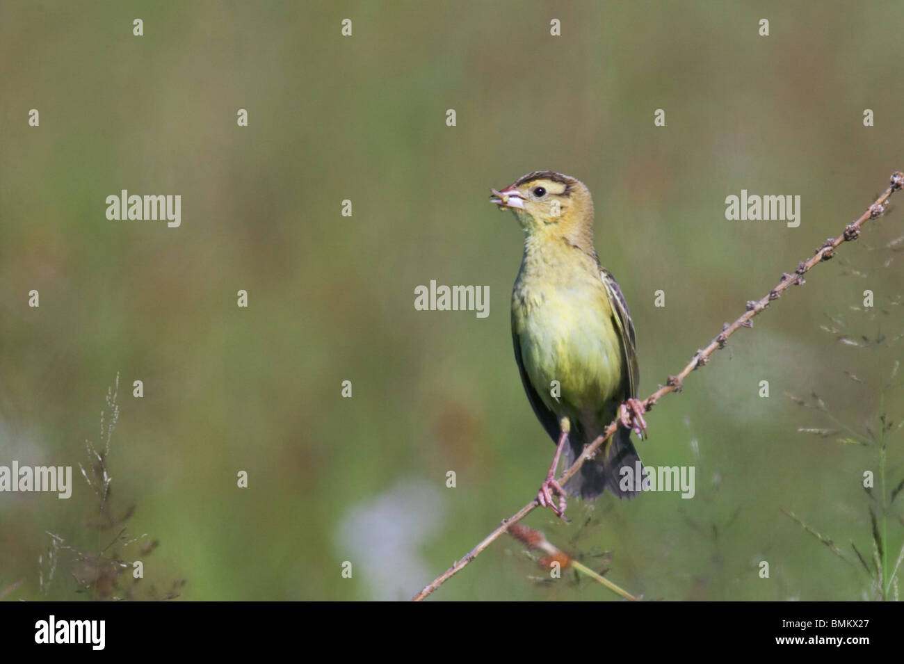 Adult female Bobolink with an insect in her beak perched on a stalk of ...