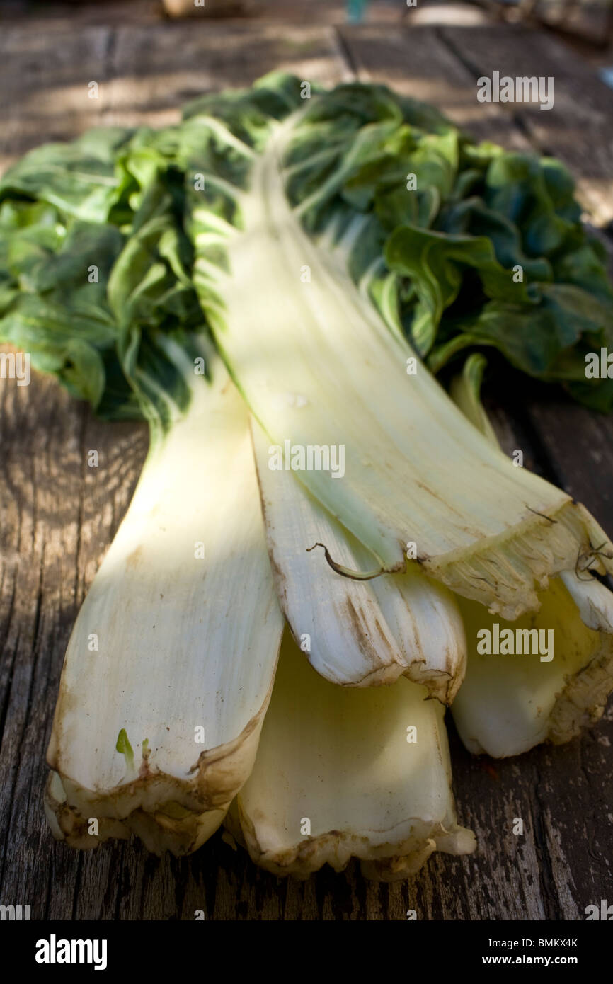 Mangold vegetable hi-res stock photography and images - Alamy