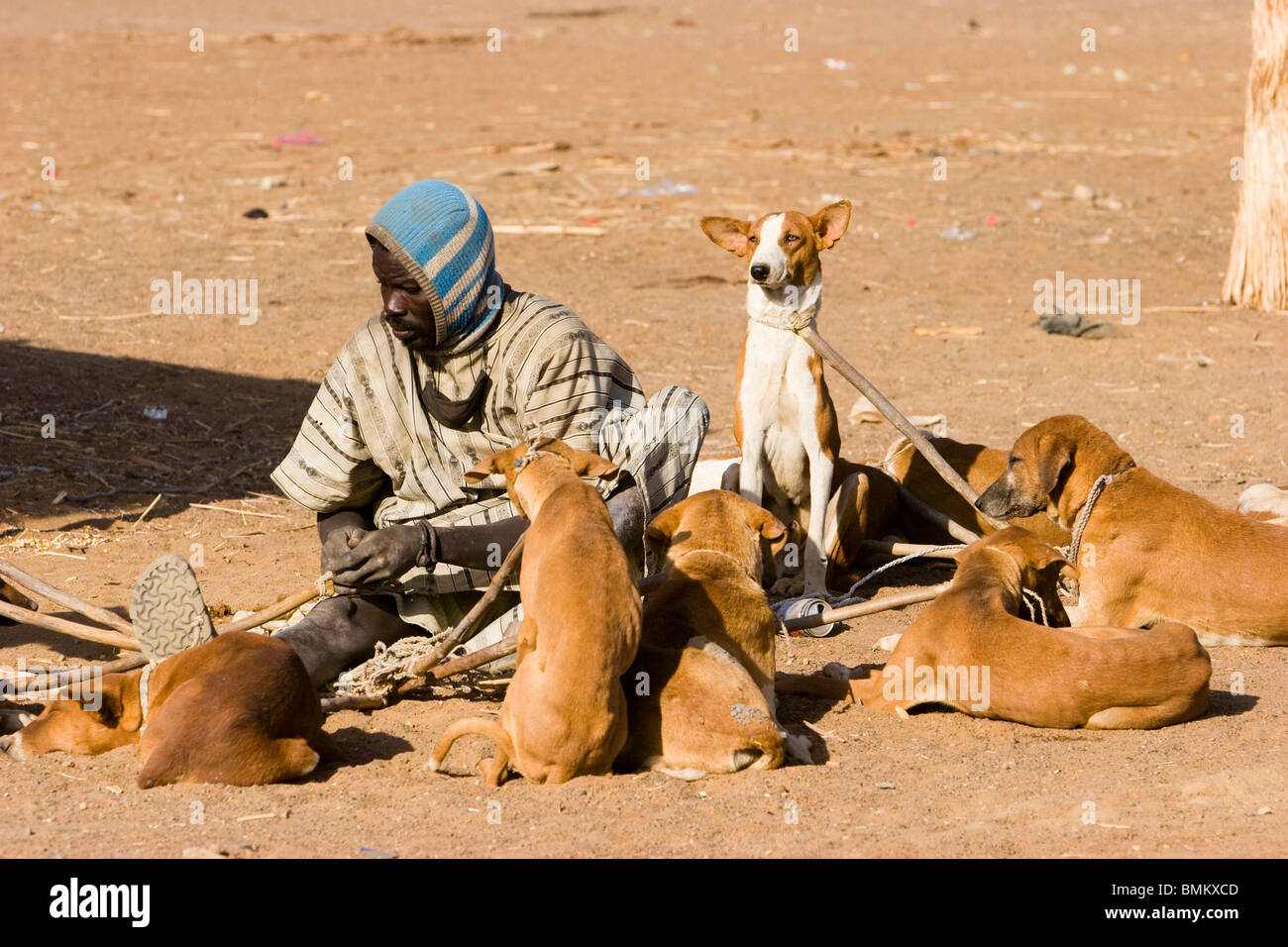 Mali dog hi-res stock photography and images - Alamy