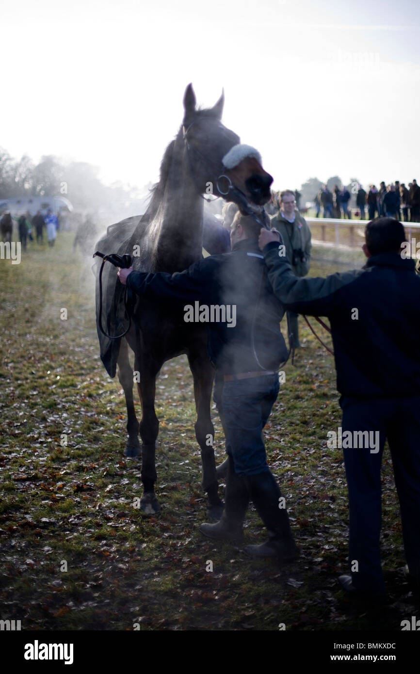 Steaming race horse after the Point-to-Point Horse racing at Cottenham ...