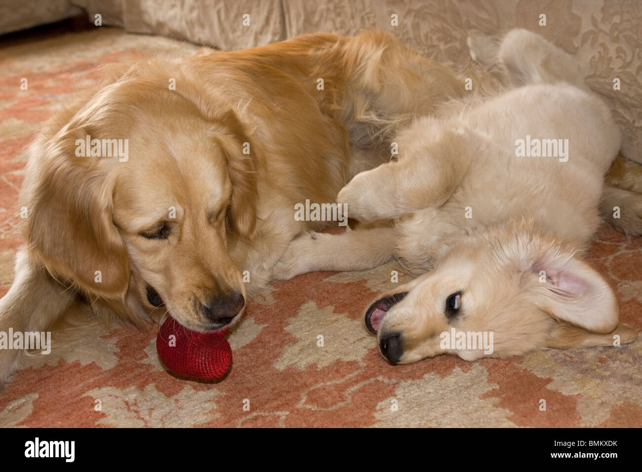 Andobe1575d hi-res stock photography and images - Alamy