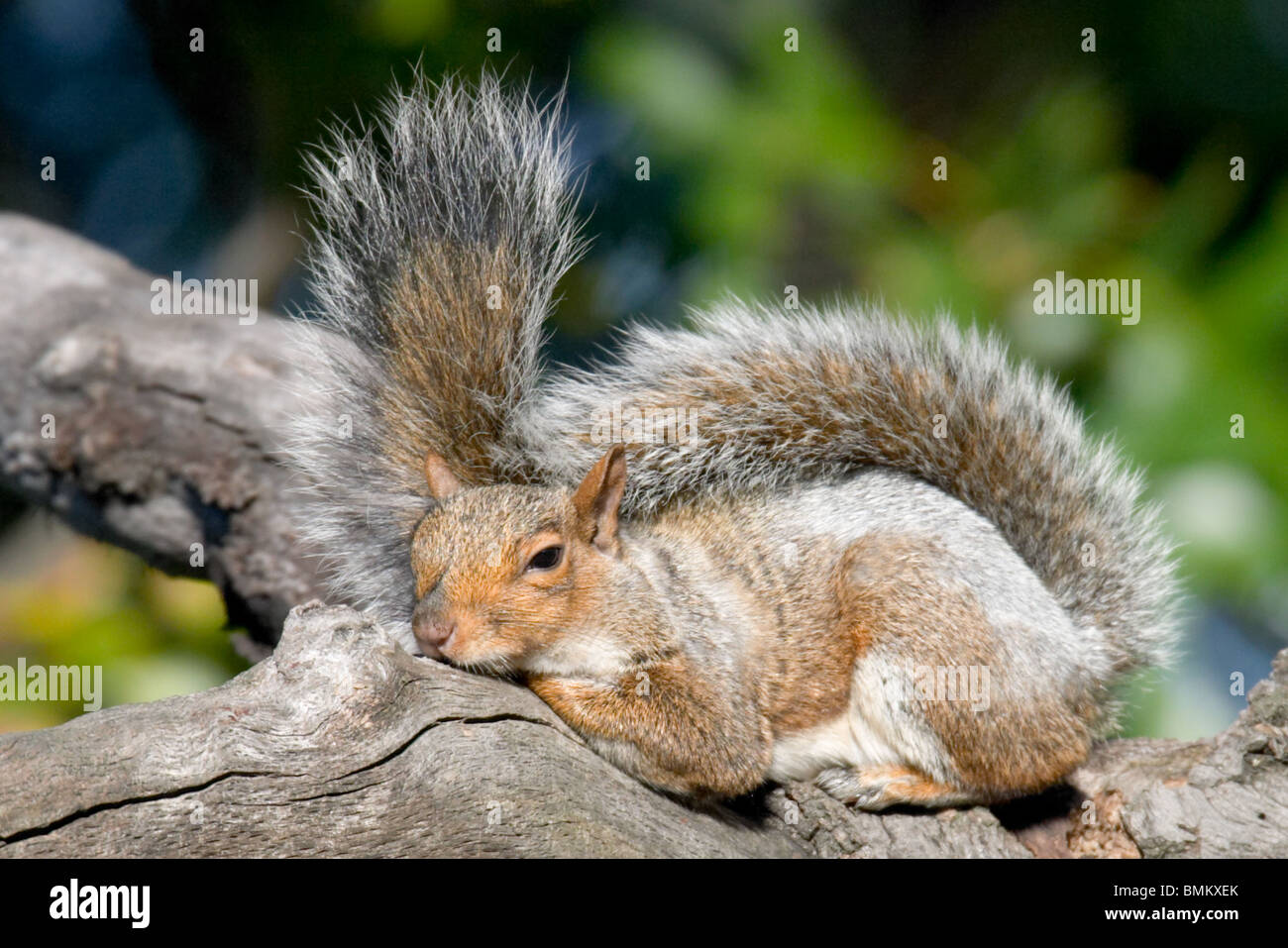 Eastern Gray Squirrel falling asleep on a dead branch Stock Photo - Alamy