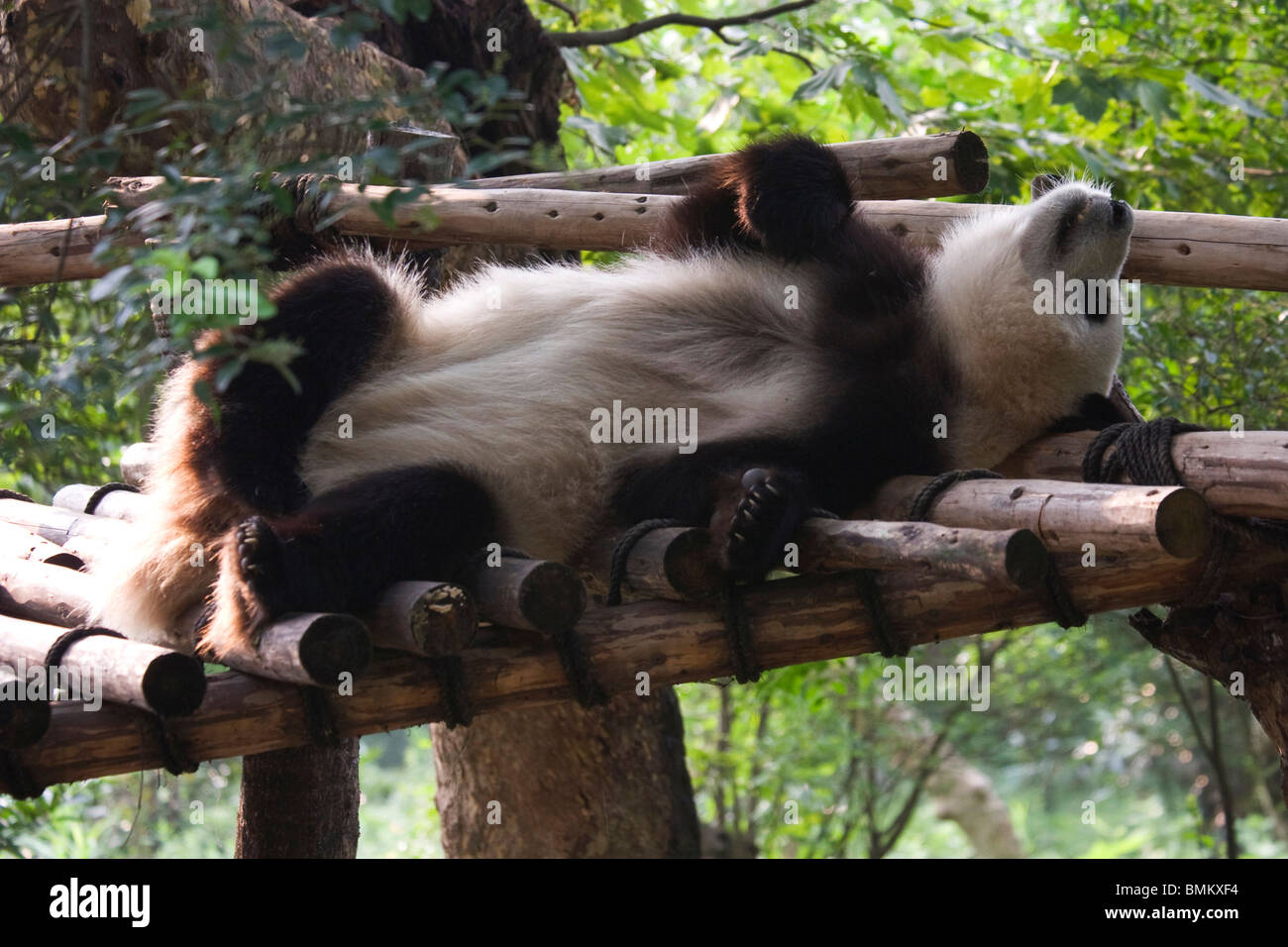 Endangered Giant Panda, Chengdu, China Stock Photo - Alamy