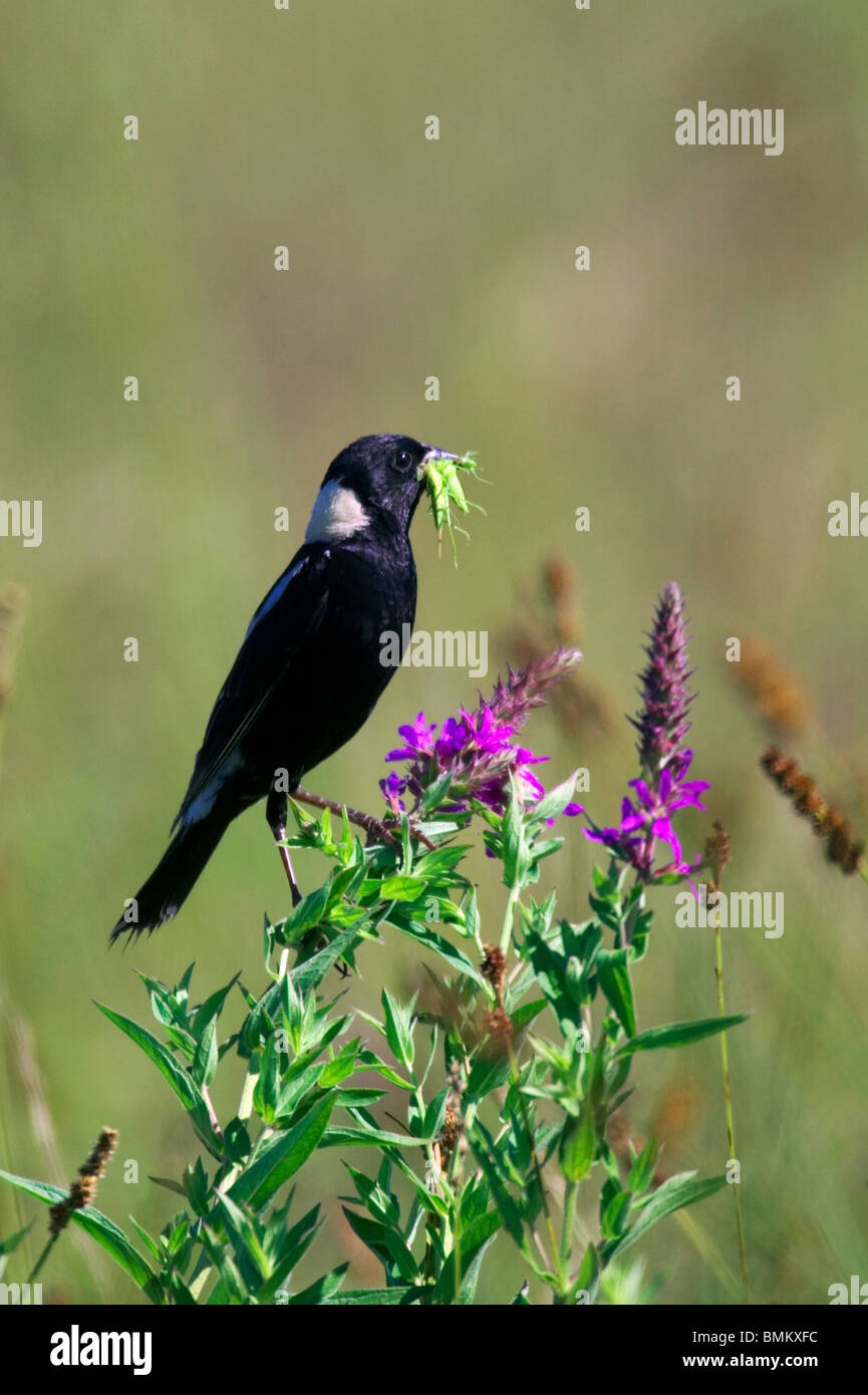 Bobolink with insects hi-res stock photography and images - Alamy