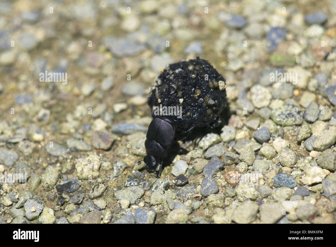 Dung Beetle rolling a dung ball with its hind legs over gravel Stock ...