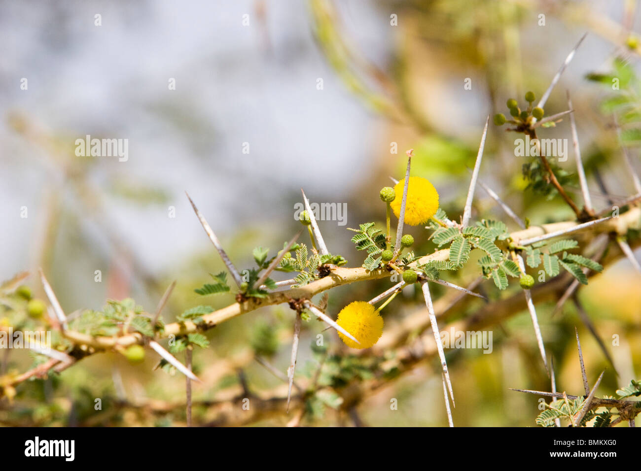 Mali, Djenne, Djenne-Djeno Archaeological Site. Acacia Stock Photo - Alamy
