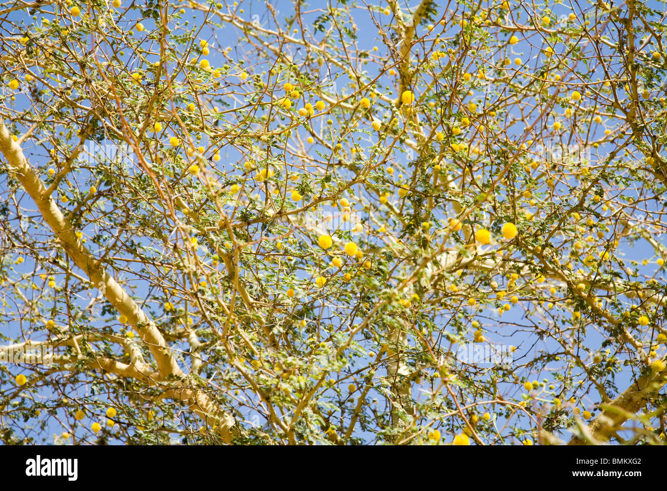 Mali, Djenne, Djenne-Djeno Archaeological Site. Acacia Stock Photo - Alamy