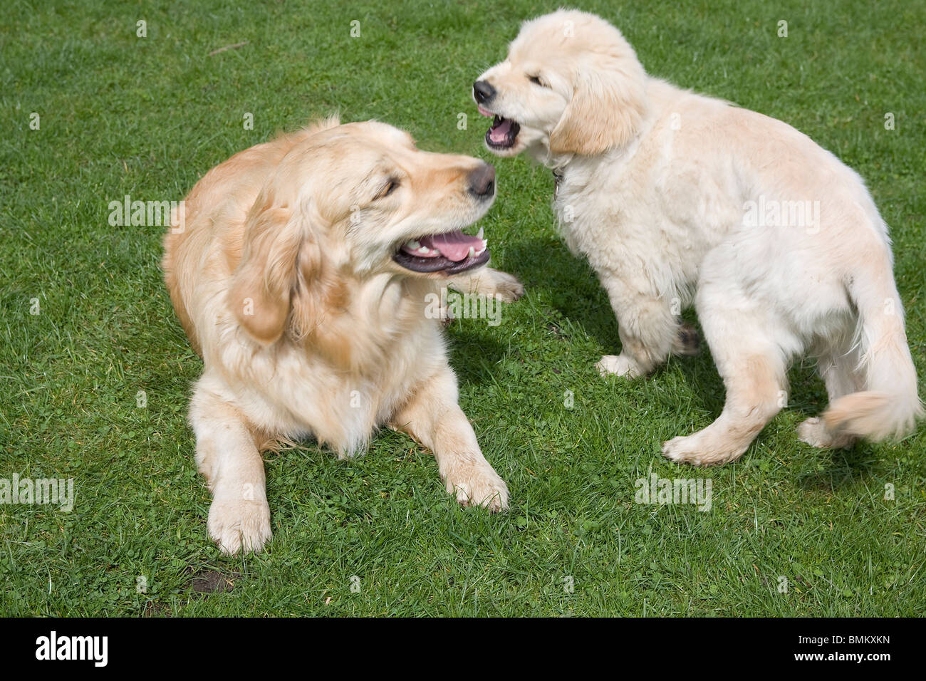Golden retriever dog and puppy playfighting Stock Photo - Alamy