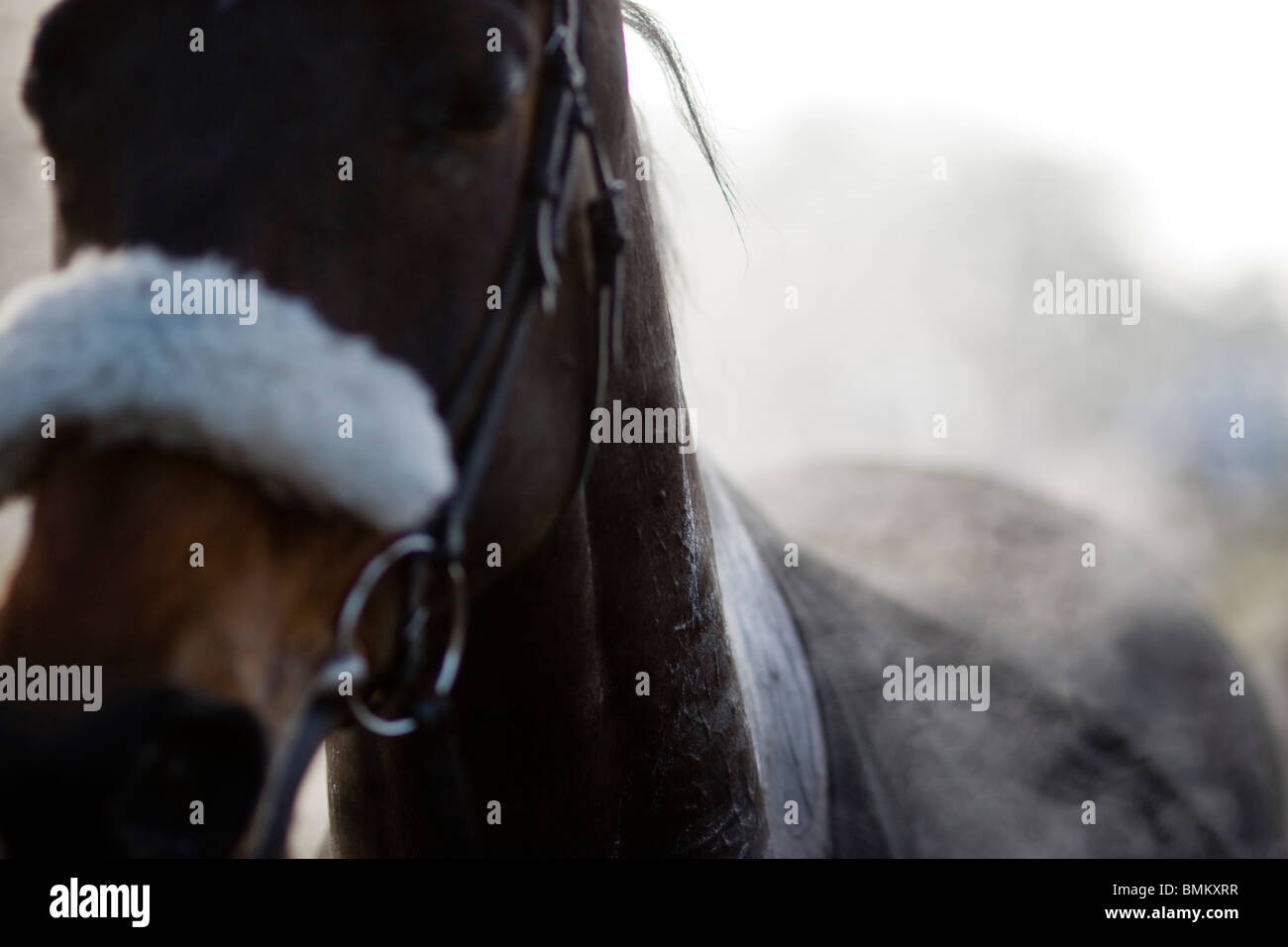 Steaming race horse after the Point-to-Point Horse racing at Cottenham ...