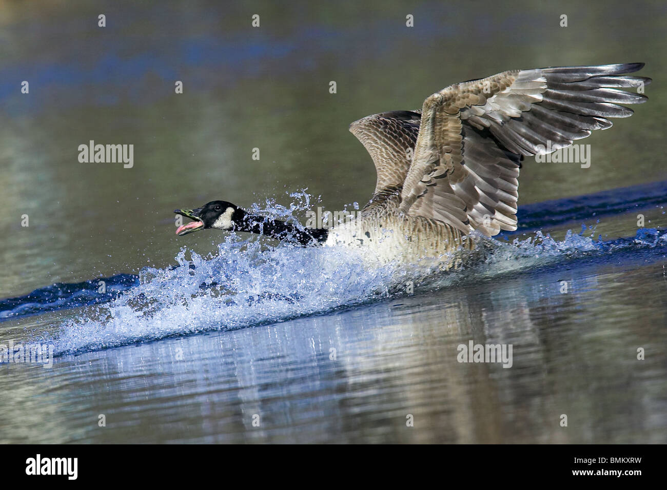 Goose water fowl landing splash hi-res stock photography and images - Alamy