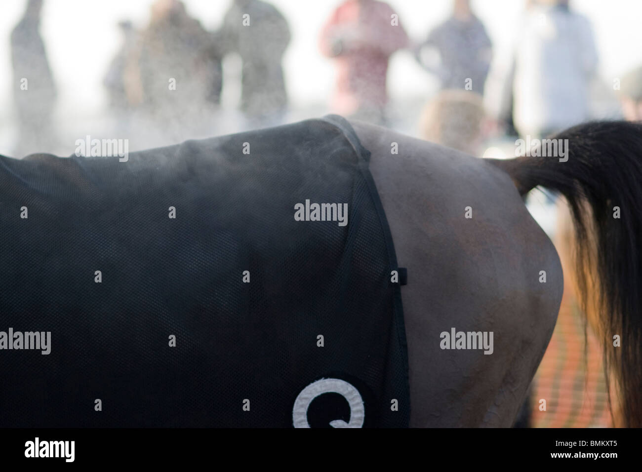 Steaming race horse after the Point-to-Point Horse racing at Cottenham ...