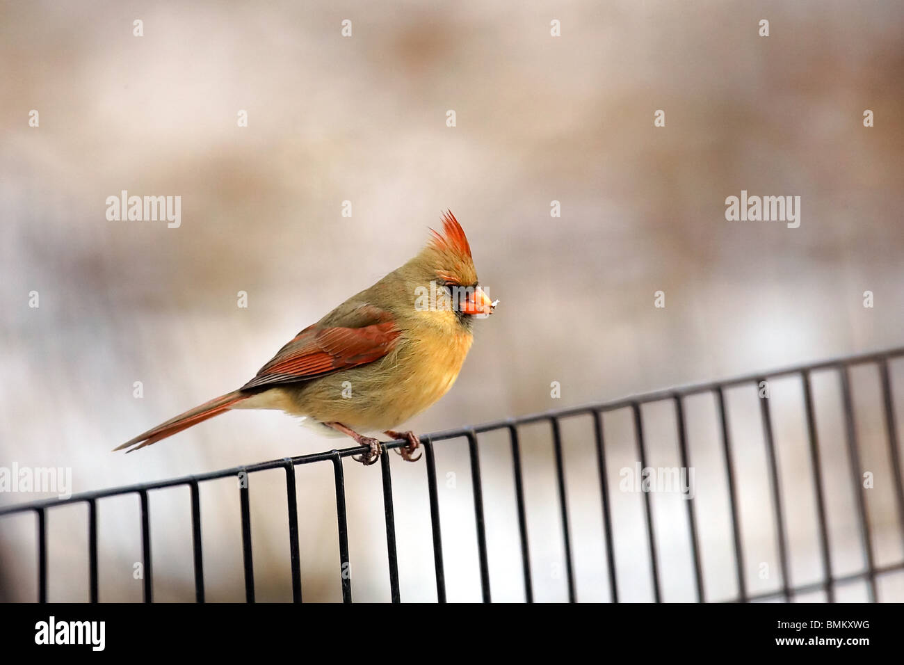 Cardinal bird on a fence hi-res stock photography and images - Alamy