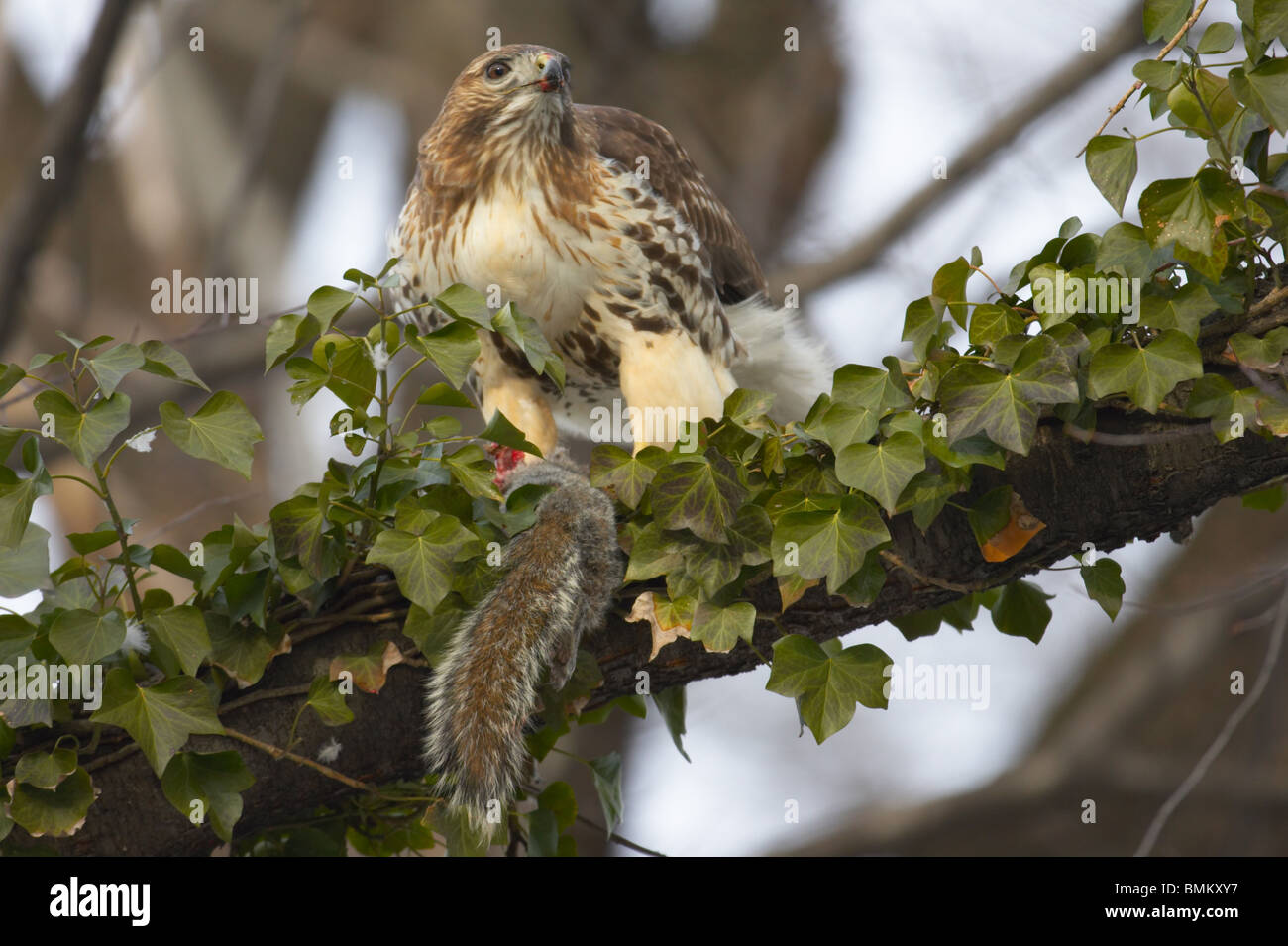 Do Hawks Eat Squirrels