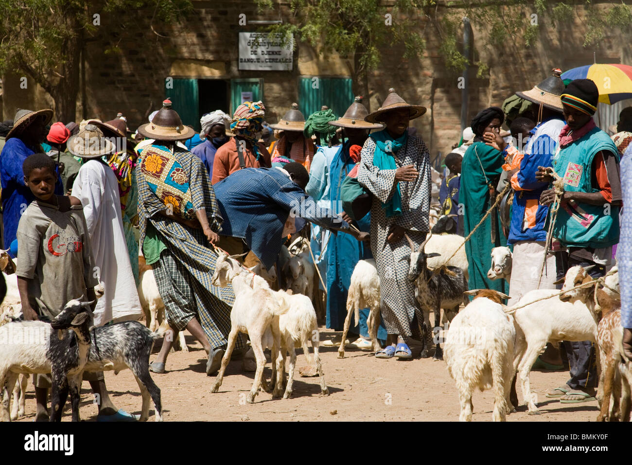 Sheep africa mali hi-res stock photography and images - Alamy