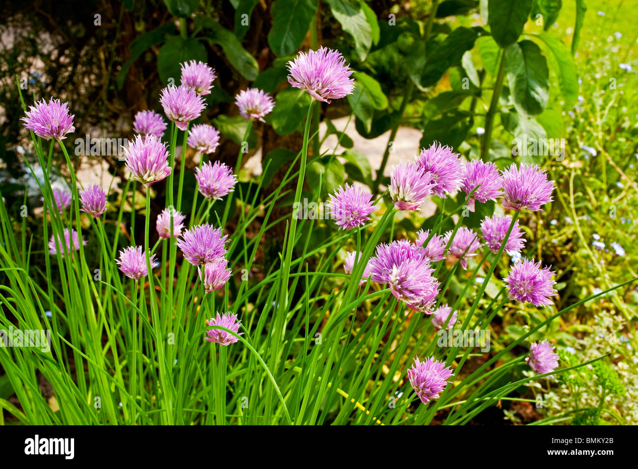 Chives growing in a garden Stock Photo - Alamy