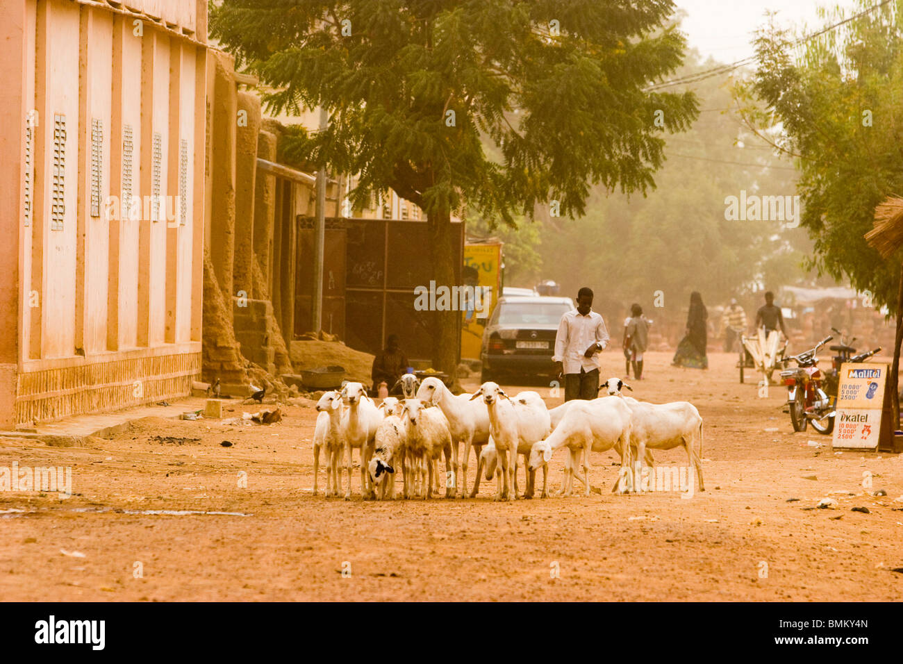 Sheep africa mali hi-res stock photography and images - Alamy