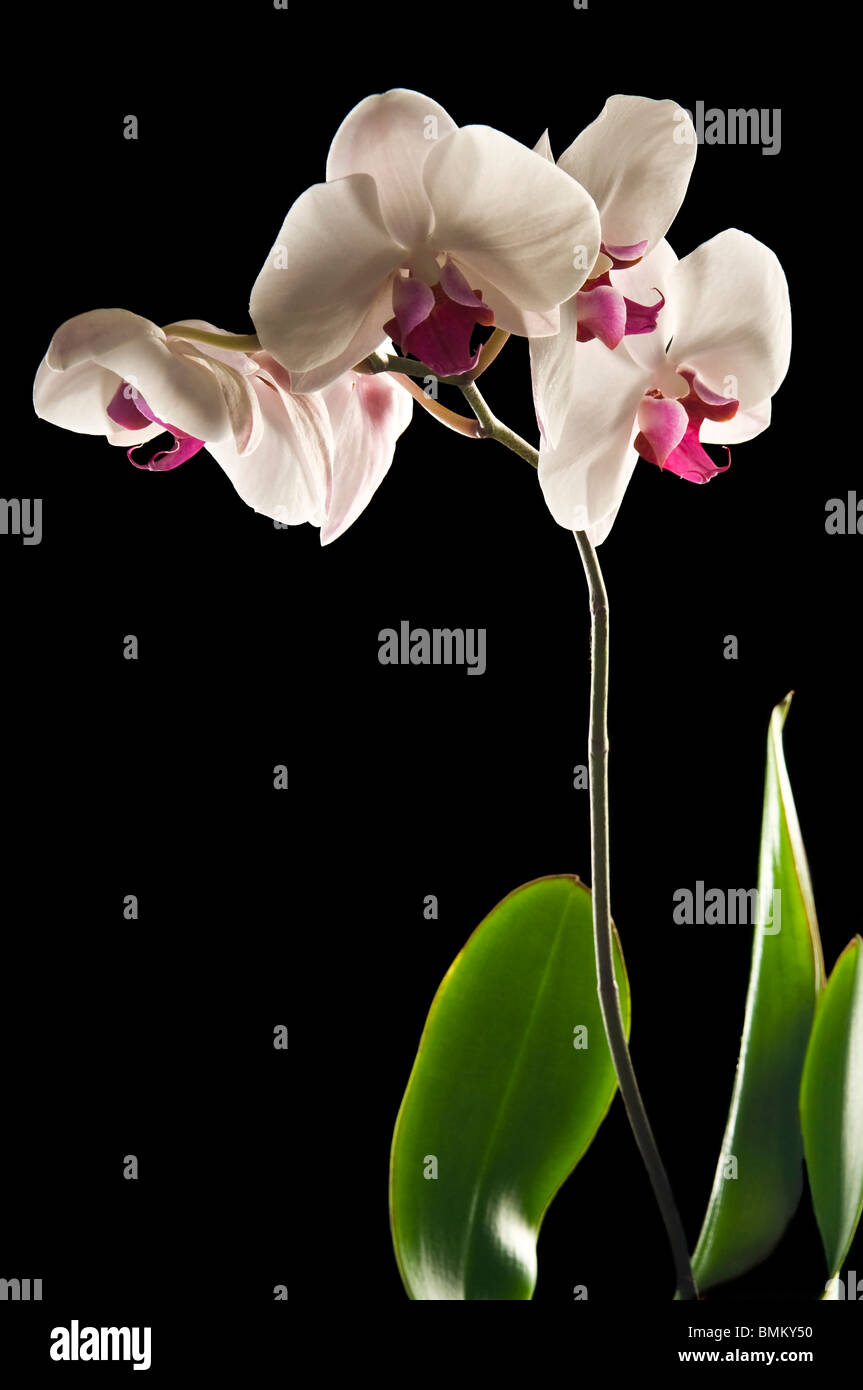 Studio photograph of orchid Stock Photo - Alamy