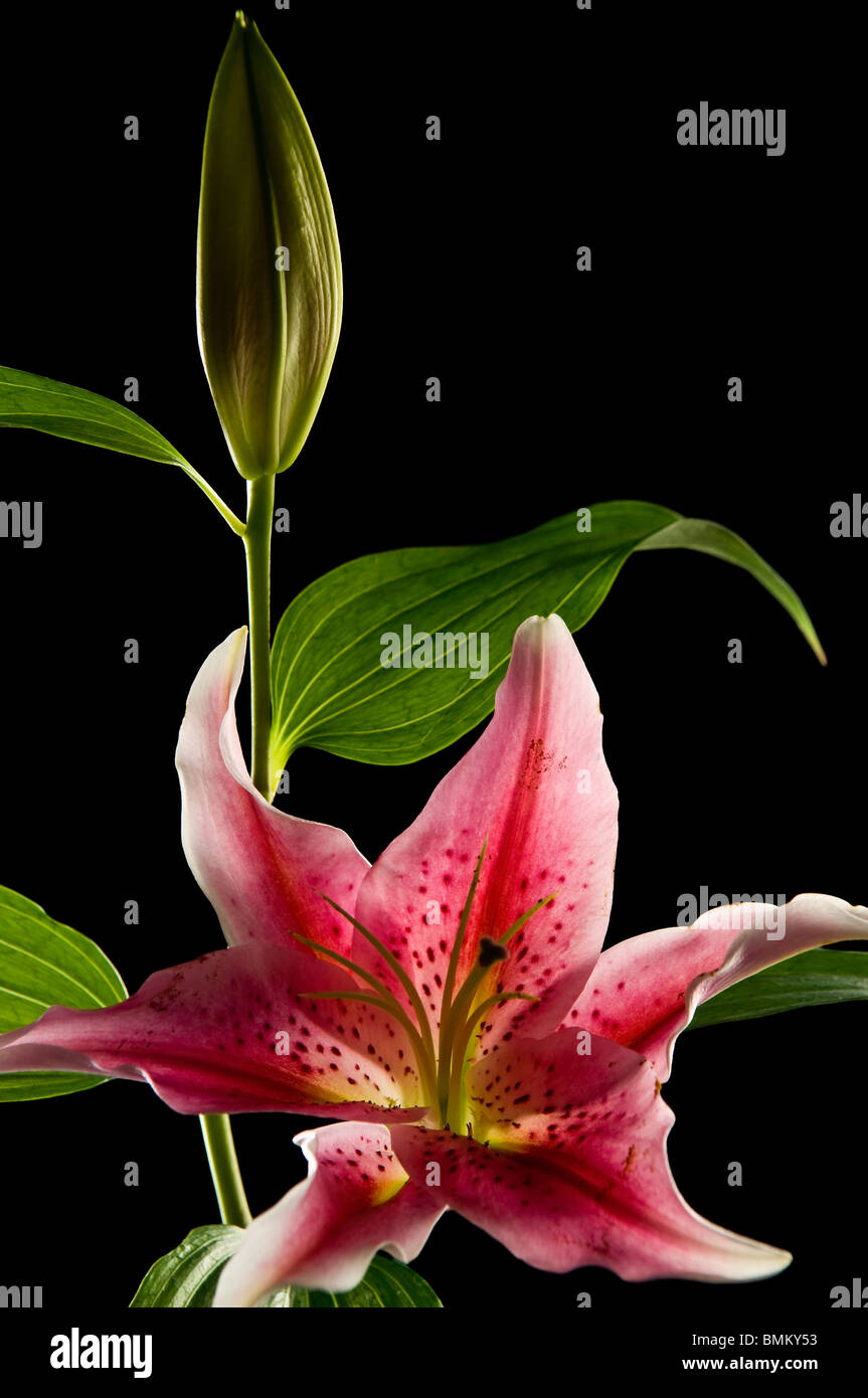 Studio shot of lily flower Stock Photo - Alamy