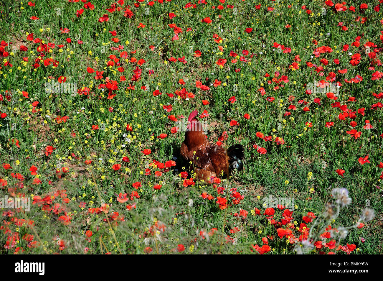 Ibiza plants hi-res stock photography and images - Alamy