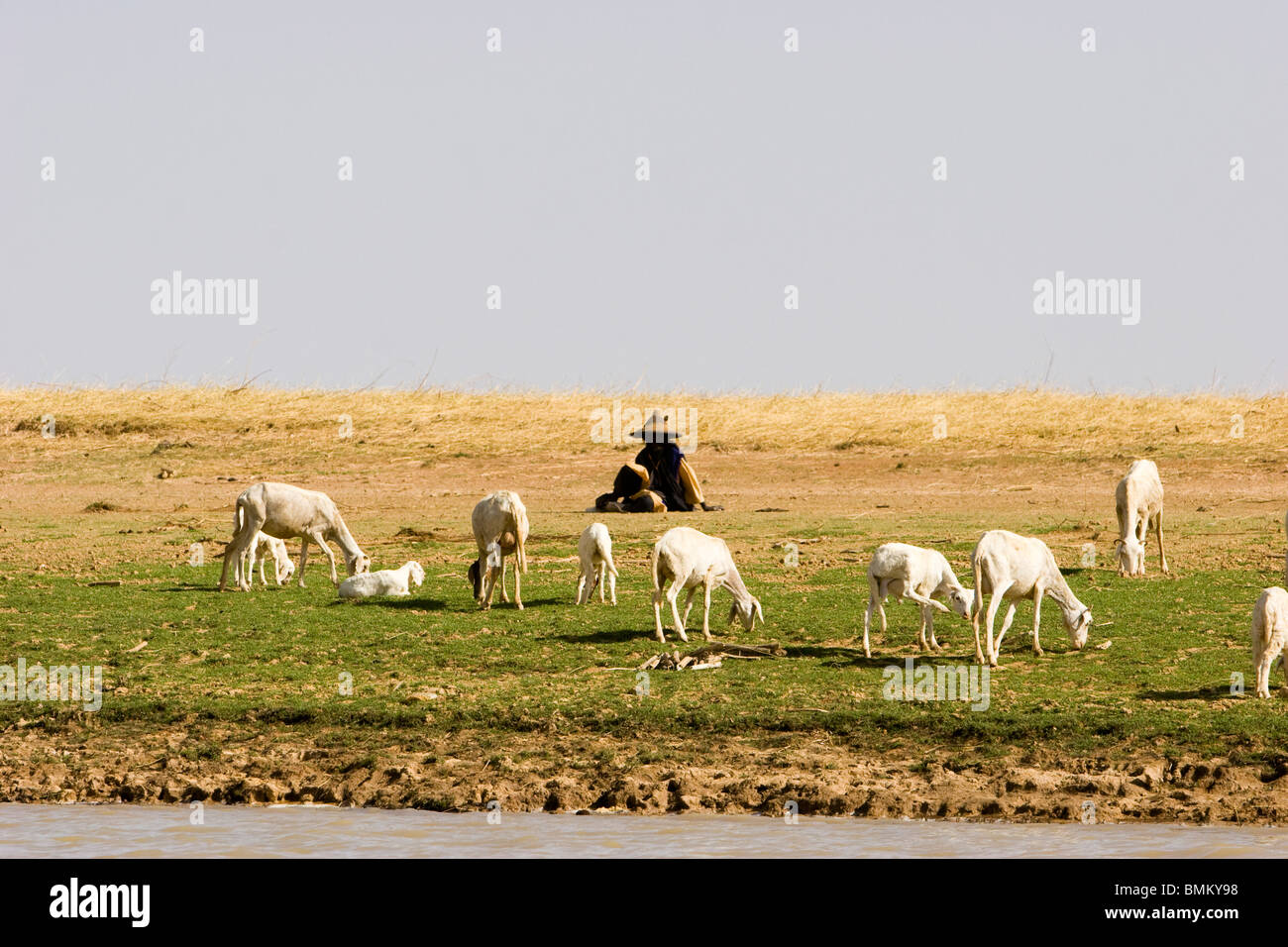 Mali, Niafunke. Sheep herder along the shores of the Niger River ...