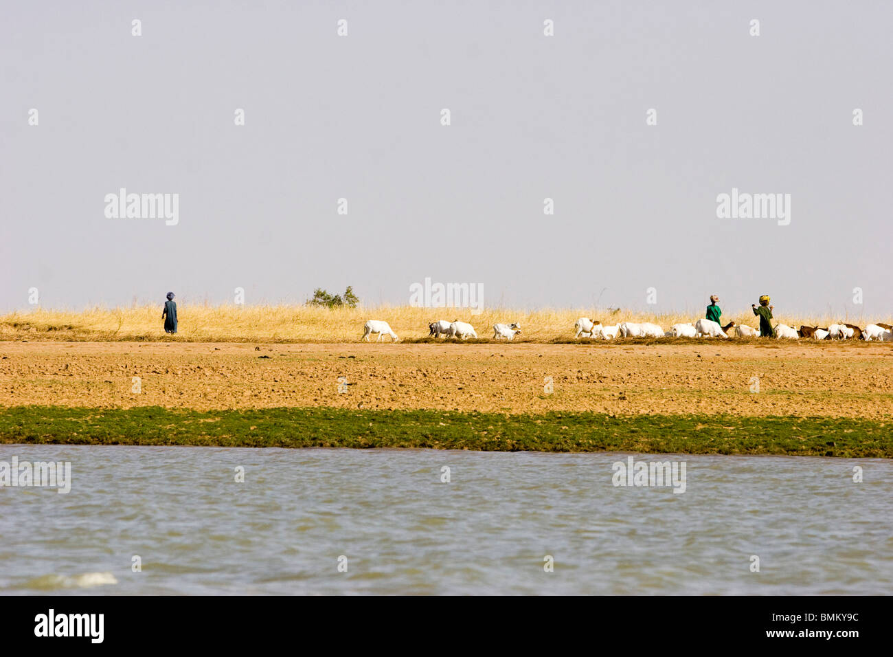 Mali, Niafunke. Shepherd along the shores of the Niger River between ...