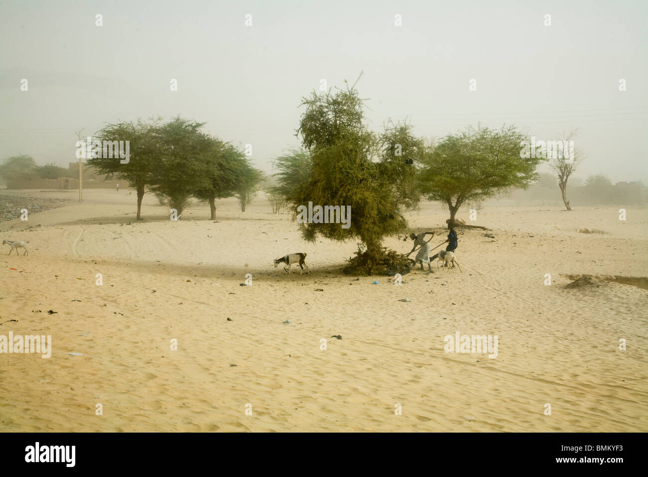 Sahel Landscape