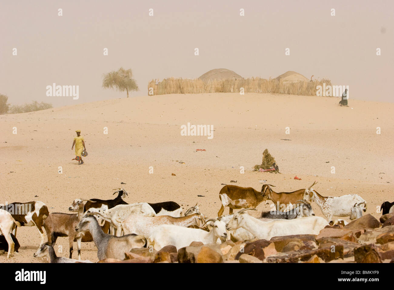 Mali agriculture hi-res stock photography and images - Alamy