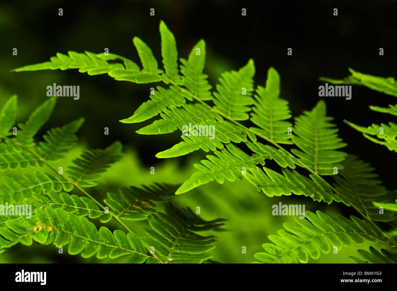 Close=up of Bracken fern in a Michigan forest Stock Photo - Alamy
