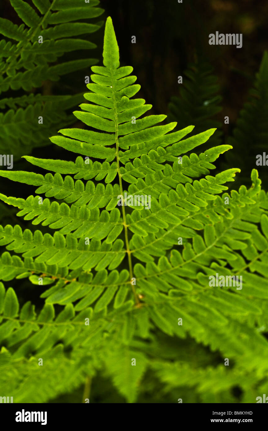 Wild fern, Bracken, growing on a forest floor in Muskegon county ...
