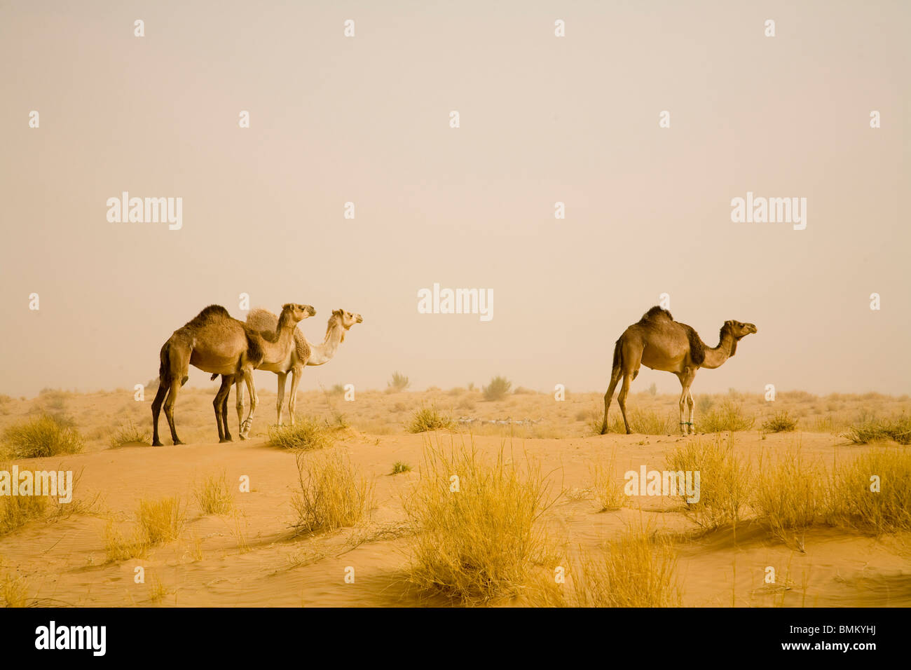 Mali, Timbuktu. Camels in the vicinity of Timbuktu Stock Photo - Alamy